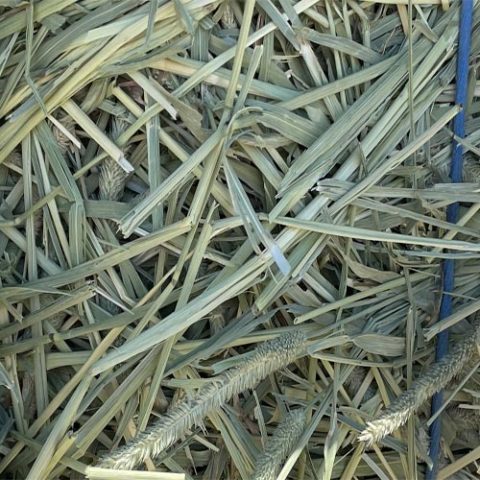 Home - Dust Free Hay